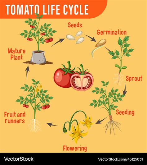 Tomato Plant Diagram Genomics Proteomics And Metabolomics Approaches