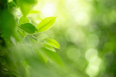 Tree Root Management Controlling And Supporting Healthy Roots