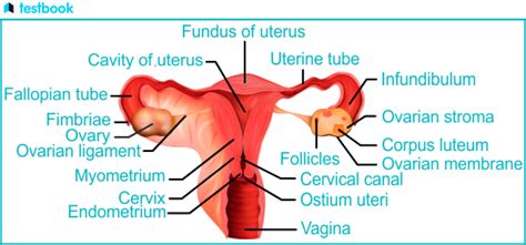 Fallopian Tubes Function Structure And Anatomy Testbook