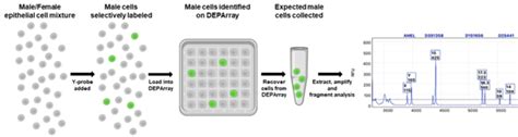 Sex Based Targeted Recovery Of Cells In A Heterogeneous Mixture