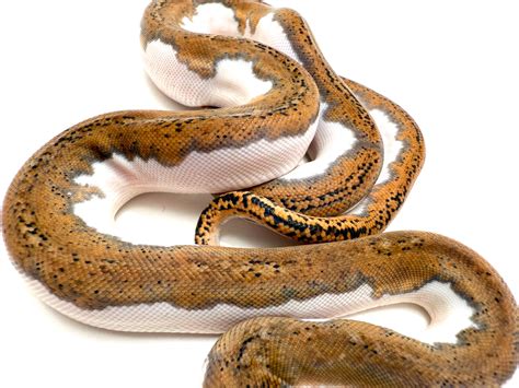Platinum Reticulated Python Platinum [morph Spotlight]