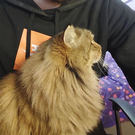 She Likes To Sit In My Lap When I Work Home R Floof