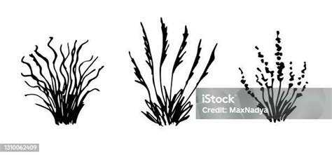 간단한 벡터 검정 윤곽선 도면입니다 사막 대초원 식물 깃털 잔디 덤불 조류 팜파 무리 자연 대초원 풍경 허브 요소 세트 갈대속 벼과에 대한 스톡 벡터 아트 및 기타 이미지