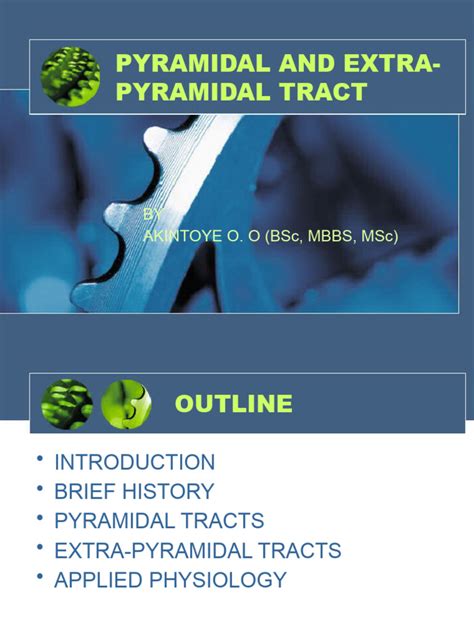 pyramidal and extra pyramidal tract1 pdf neuroscience neuroanatomy