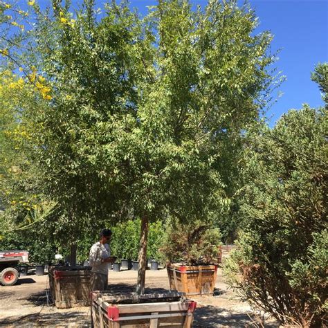 Tru Green Elm Tree Elm Tree Garden Plants