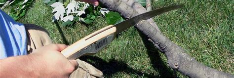 How To Trim A Tall Tree Essential Tips And Safety Backyard Virtuoso