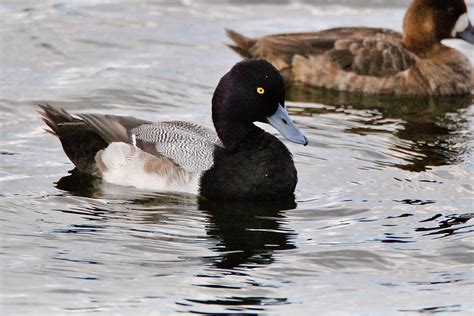 Lesser Scaup
