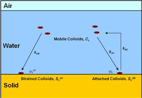 Schematic Of The Colloid Transport Model Download Scientific Diagram