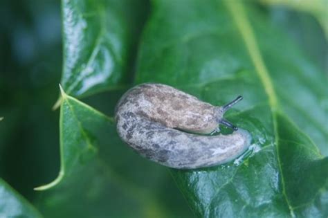 A List Of Snails Without Shell Slugs And Semi Slugs