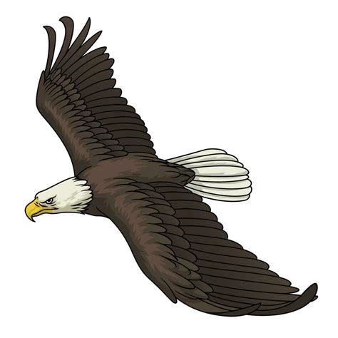 Flying Bald Eagle 23172392 Vector Art At Vecteezy