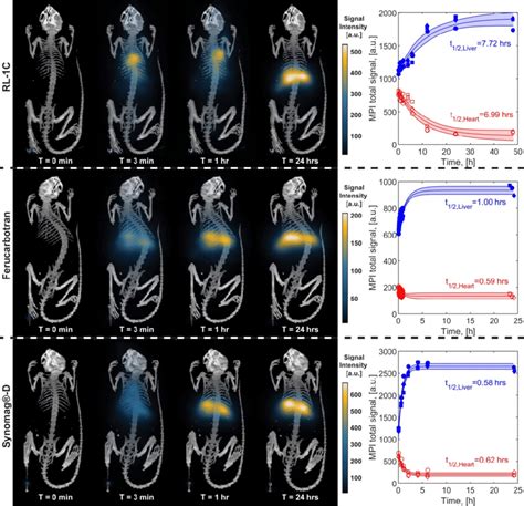 Representative Mpict Images At Short And Long Time Points And Mpi