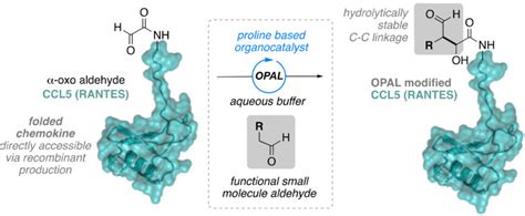 Convergent Construction Of N Terminally Modified Ccl5 Chemokines For
