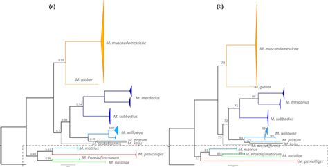 A Bi Phylogenetic Tree Created By Mrbayes And B The Reconstructed