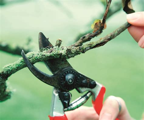 Fruit Tree Pruning Mistakes Expert Tips For Healthy Trees Homes And