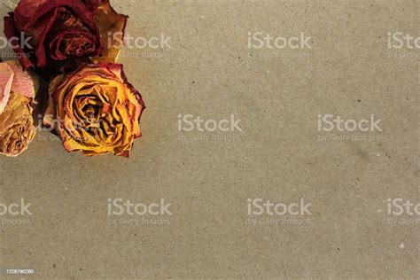 장미 꽃잎 햇빛과 그림자와 흰색 종이 배경에 잎의 건조 싹을 마련의 프레임 플랫 평설 축제 꽃 의 플로럴 Сoncept 의 휴일 인사말 카드 공간을 복사합니다 가을에 대한