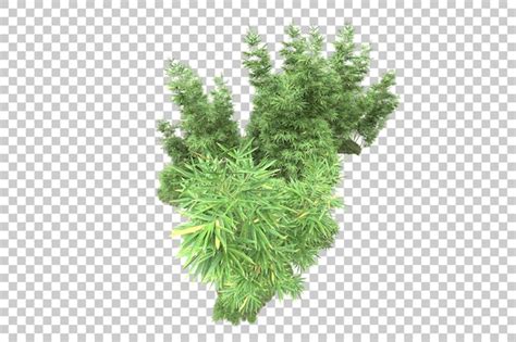 Page 6 Coniferous Shrub Psd 7000 High Quality Free Psd Templates