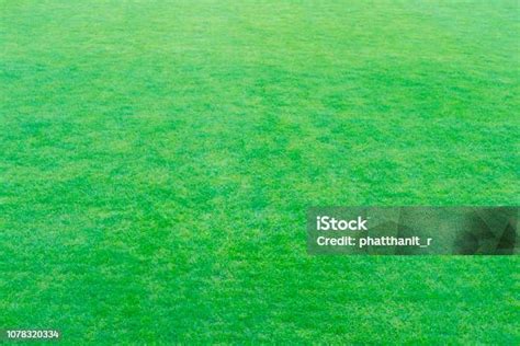 신선한 녹색 풀 텍스처 또는 배경 디자인에 대 한 소프트 포커스 0명에 대한 스톡 사진 및 기타 이미지 0명 공원 녹색 Istock