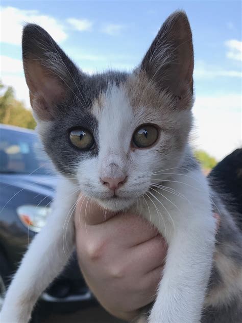 Found This Cutie Next Door R Aww