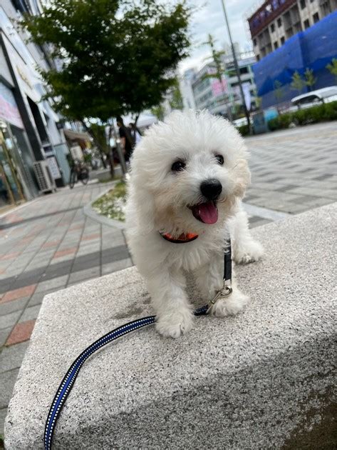 천안 2022 0099 비숑프리제 포키 책임분양 강아지무료분양 고양이무료분양 도그마루 보호소 유기견 강아지입양 유기견입양 고양이입양 유기견무료분양 유기묘보호소