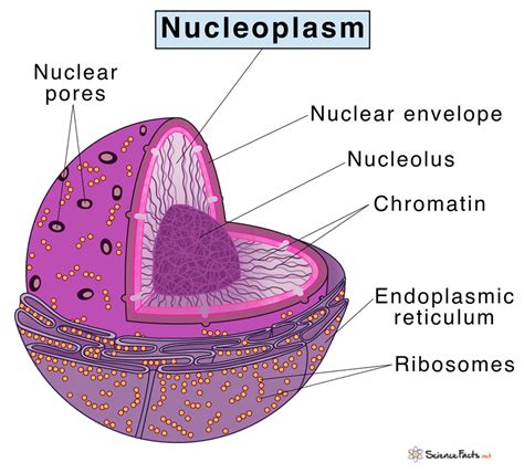 Nucleoplasm Definition Structure Composition Function Science Facts Learn It All