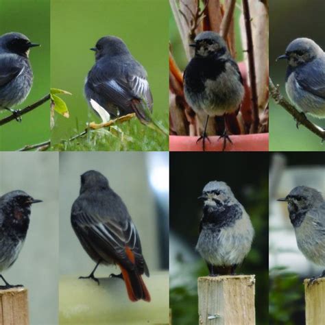 Pdf Observations On A Presumed Bilateral Gynandromorph Black Redstart