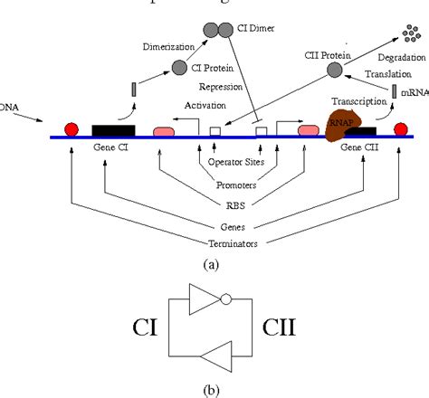 Figure 1 From The Design Of A Genetic Muller C Element Semantic Scholar