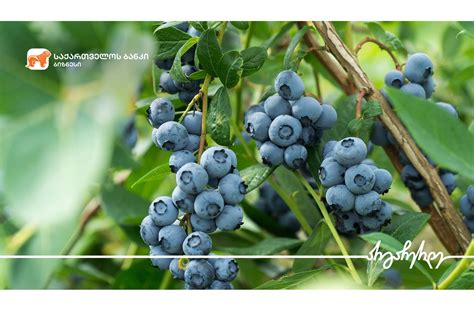 საქართველოს ბანკის მხარდაჭერით ოზურგეთში 14 ჰა ზე მოცვის ბაღები გაშენდება Entrepreneur