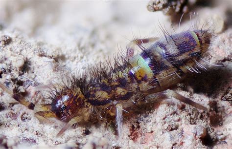 Real Monstrosities Springtail