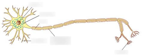 Nerve Cell Diagram