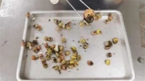 盘点近年海关截获的入侵异宠大蚂蚁长翅蟑螂巨人蜈蚣 凤凰网