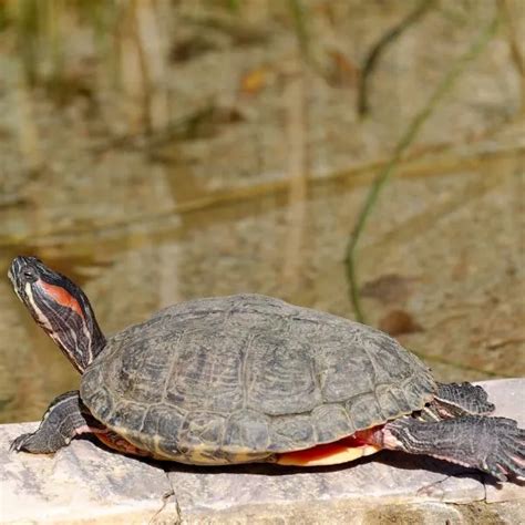Turtles In Oregon 8 Different Species