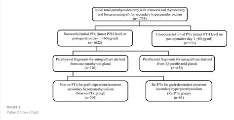 Figure 1 From Maximal Parathyroid Gland Diameter As A Predictive Factor For Autograft Dependent