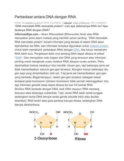 Perbedaan Antara Dna Dengan Rna Docx