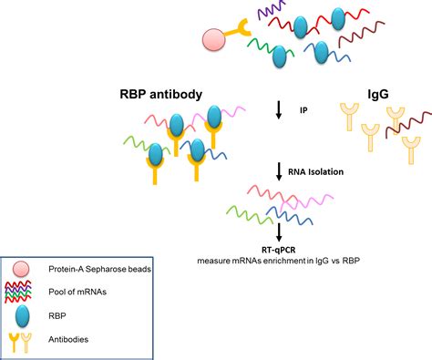 Modulation Of Gene Expression By Rna Binding Proteins Mrna Stability