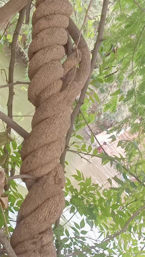 Tamil Aunty River Bathing Part ThisVid Com Tamil Aunty River Bathing Part ThisVid Com