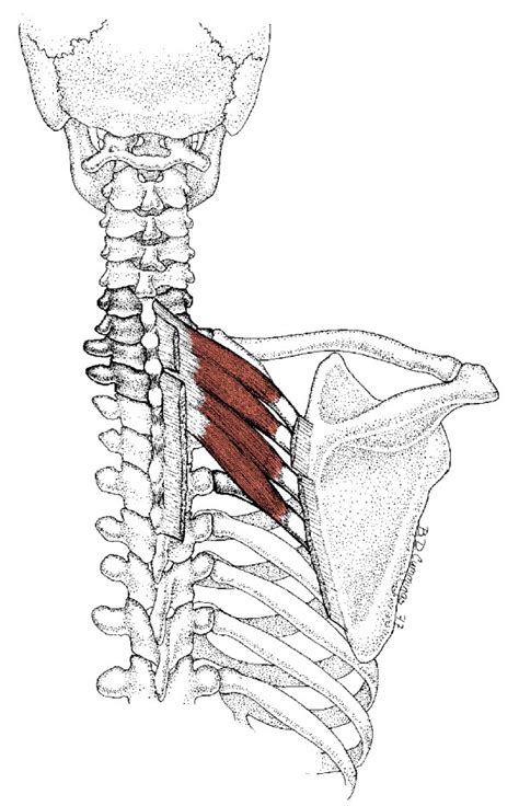 Serratus Posterior Muscles Location And Action