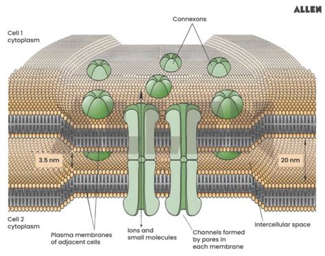 Electrical Synapse Introduction Types And Faqs