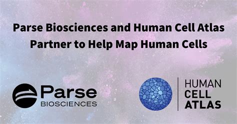 Parse Biosciences And Human Cell Atlas Partner To Help Map Human Cells