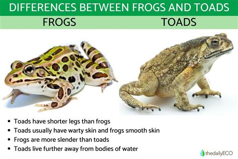 Difference Between Frogs And Toads Venn Diagram Frogs Venn