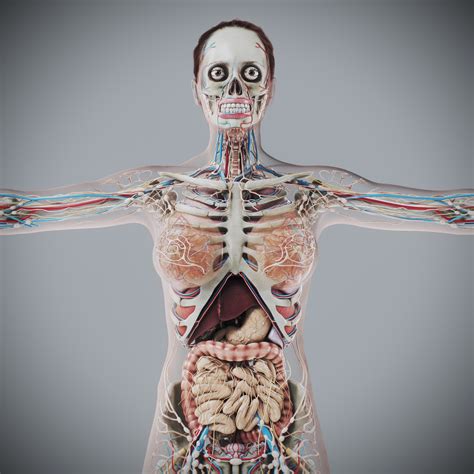 3d Human Female Complete Anatomy 3d Model Download And Buy Pro 3d