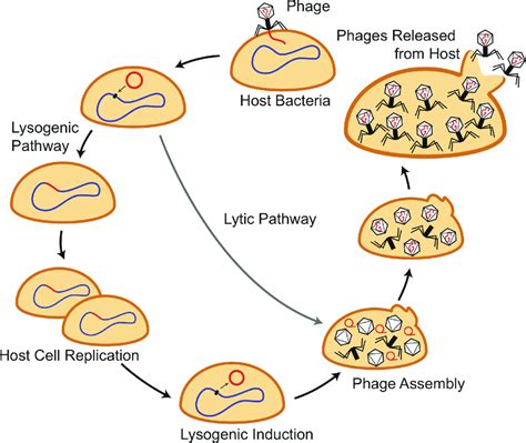 Bacteriophage Life Cycle