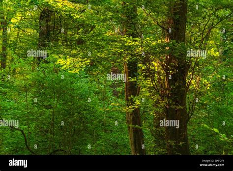 sun beams through thick trees branches in dense green forest stock