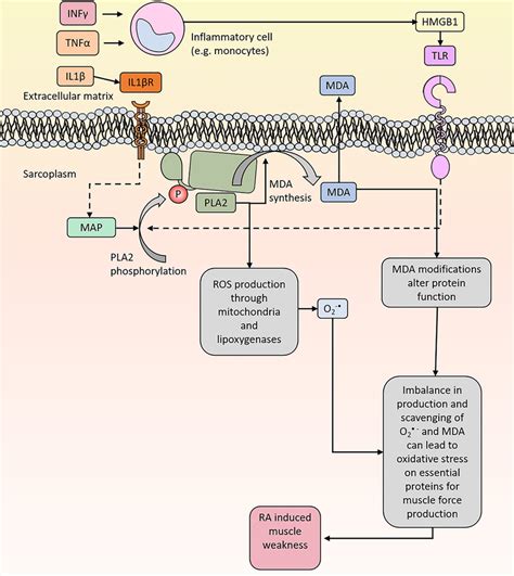 Pla2 Redox Signaling And The Possible Pathways That May Lead To