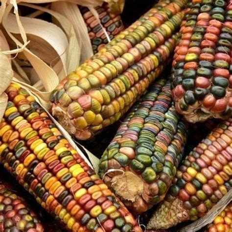 Sweet Corn Multicolour 10 Seeds Buycorn Seeds Online India