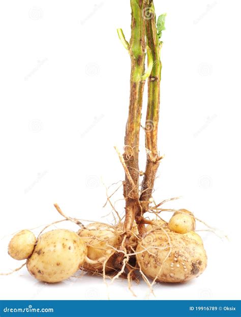 Potato With Root Stock Image Image Of Healthy Vegetarian 19916789