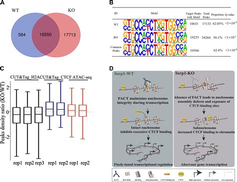 Transcriptional Regulation Of Fact Involves Coordination Of Chromatin