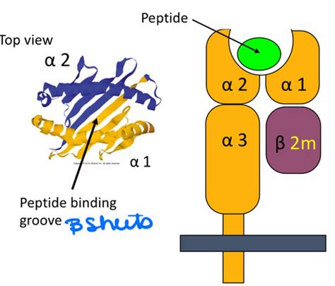 Major Histocompatibility Complex Mhc Flashcards Quizlet