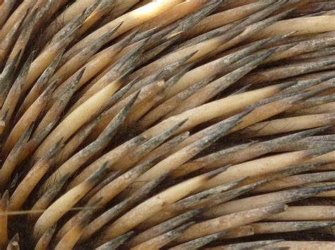 5 Fascinating Facts Echidna Neatorama
