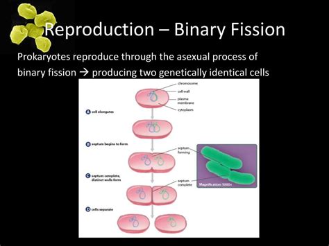 Ppt Comparing Archaea And Bacteria Powerpoint Presentation Free Download Id2788295 Ppt Comparing Archaea And Bacteria Powerpoint Presentation Free Download Id2788295
