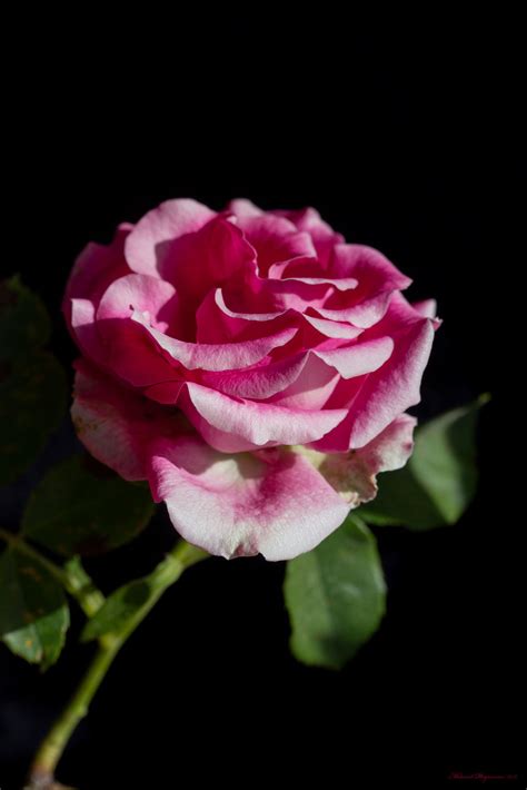 Rosa L Plants Of The World Online Kew Science